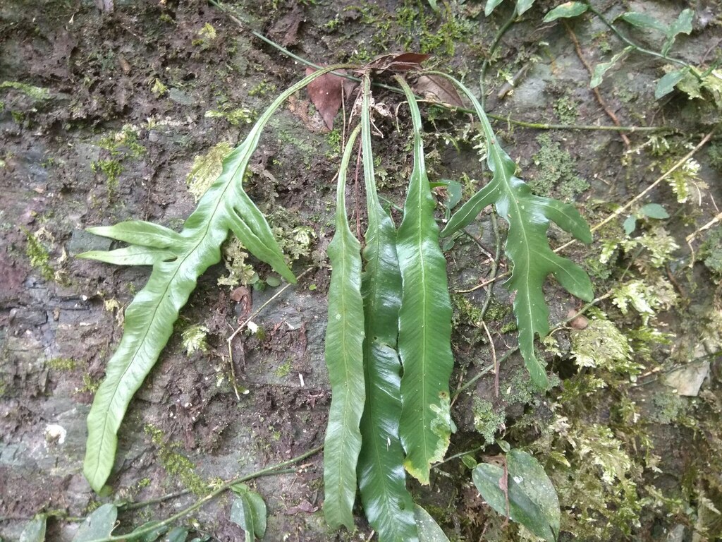 Spleenworts in April 2018 by zinnwee. A Hybrid plant between Asplenium ...