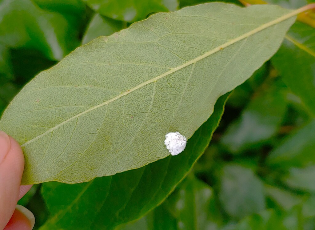 Winged and Once-winged Insects from Mountain Park, GA, USA on June 10 ...