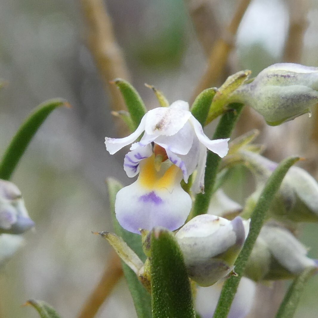 Pigea floribunda (Lindl.) Lindl.