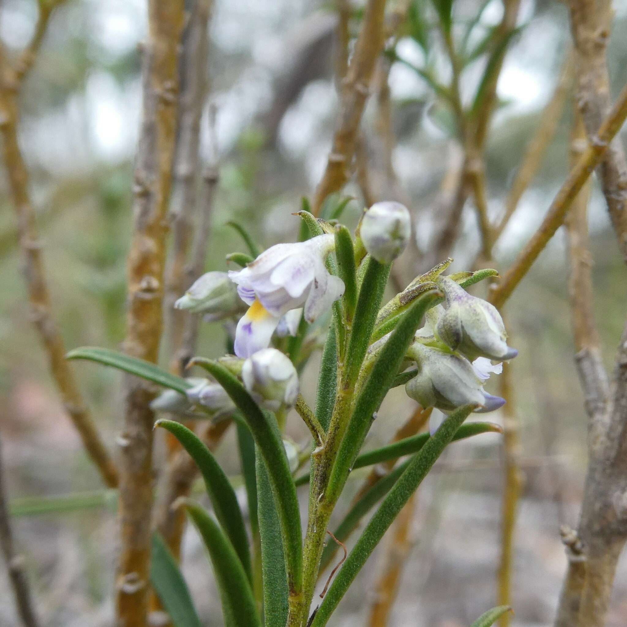 Pigea floribunda (Lindl.) Lindl.