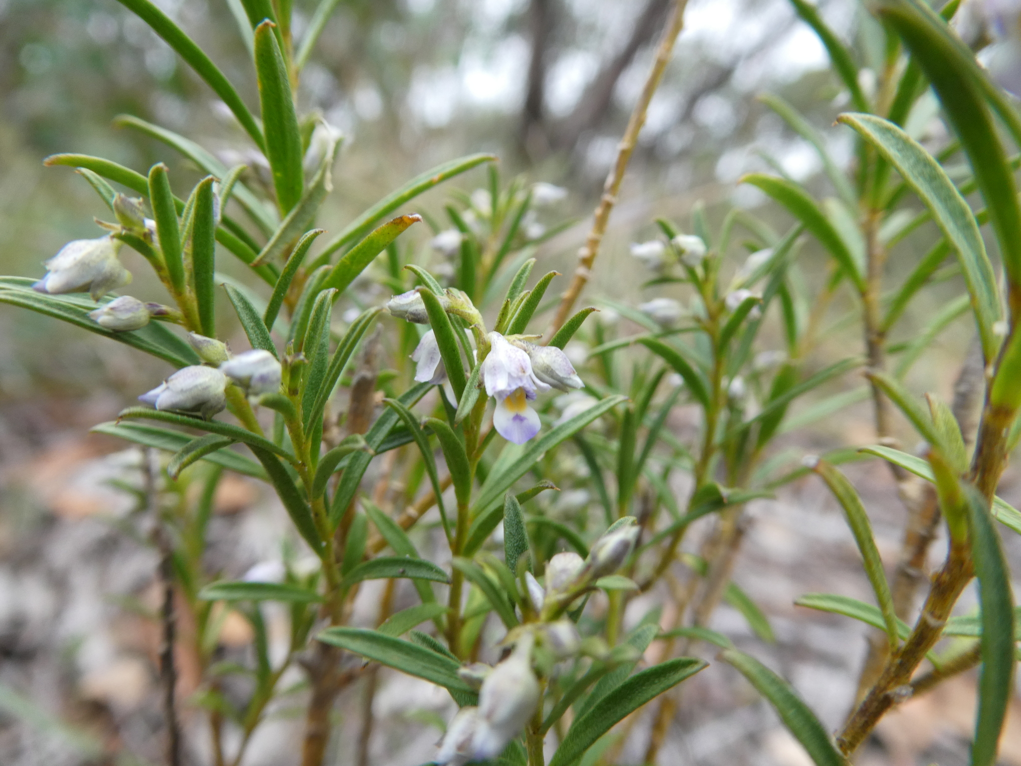 Pigea floribunda (Lindl.) Lindl.