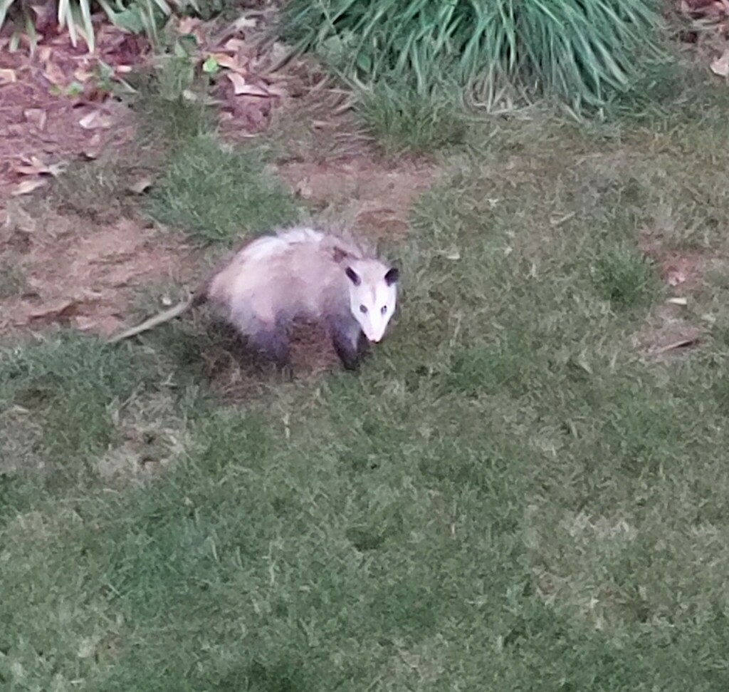 Virginia Opossum from Mountain Park, GA, USA on July 16, 2022 at 06:33 ...