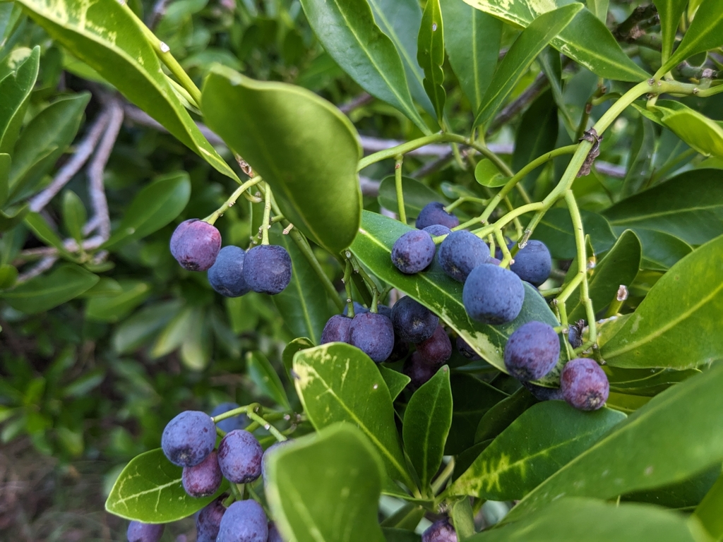 saffron heart from Byron Bay NSW 2481, Australia on April 14, 2023 at ...