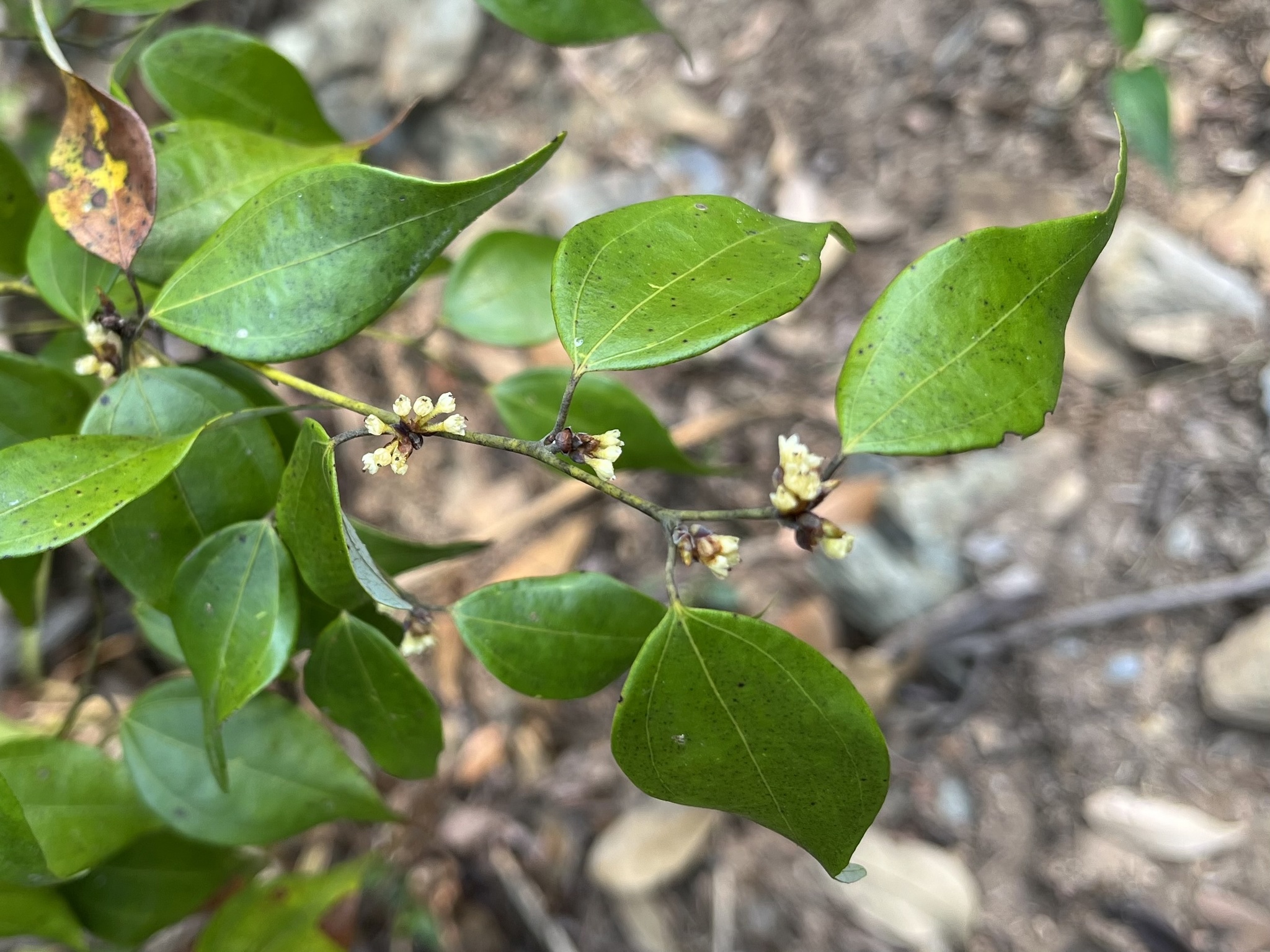 Lindera aggregata (Sims) Kosterm.