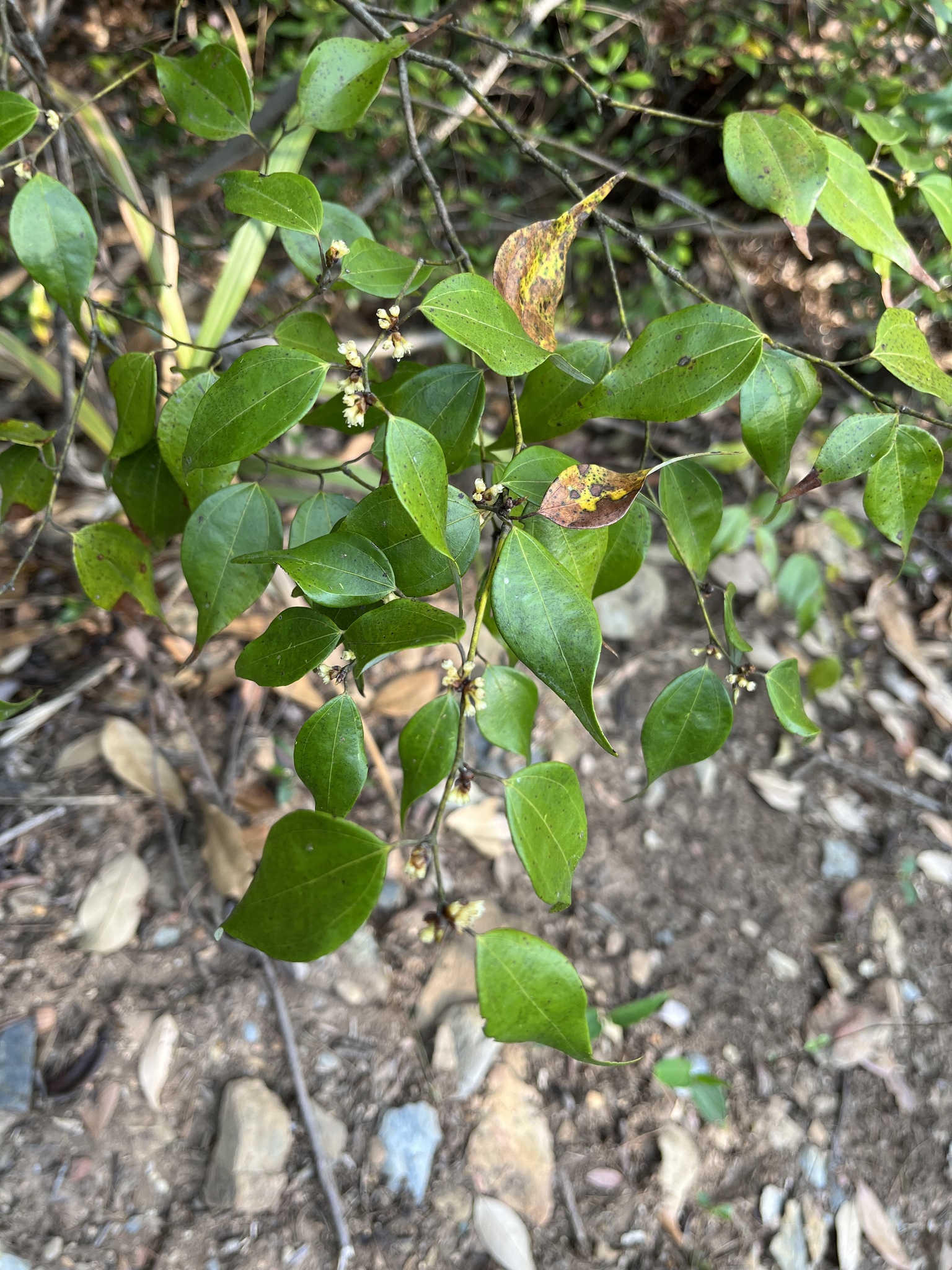 Lindera aggregata (Sims) Kosterm.