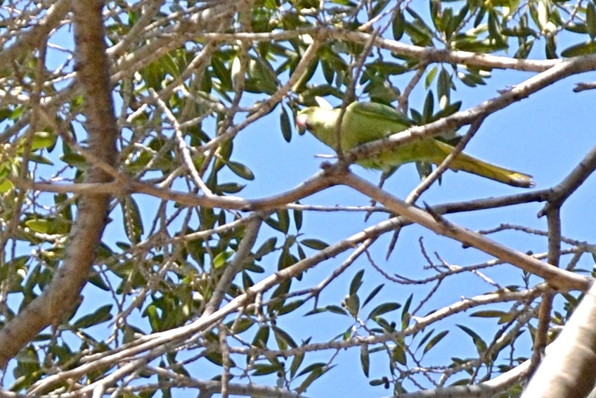 Rose-ringed Parakeet from Corso dei Mille - Sant'Erasmo, 90123 Palermo ...