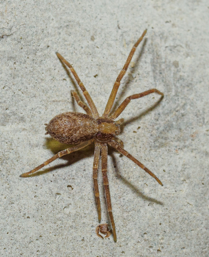 White-striped Running Crab Spider (Philodromus rufus)