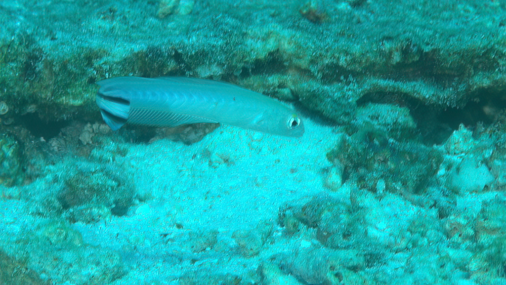 Flagtail Blanquillo from Tubbataha Reef, Cagayancillo, Philippines on ...
