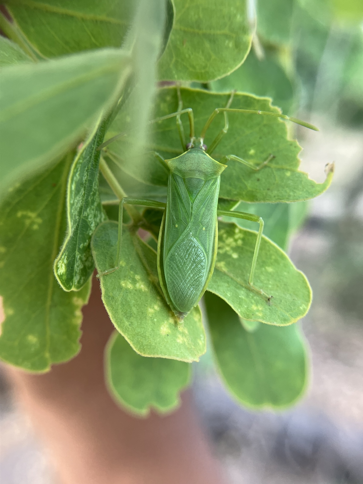 Homoeocerus Burmeister, 1835