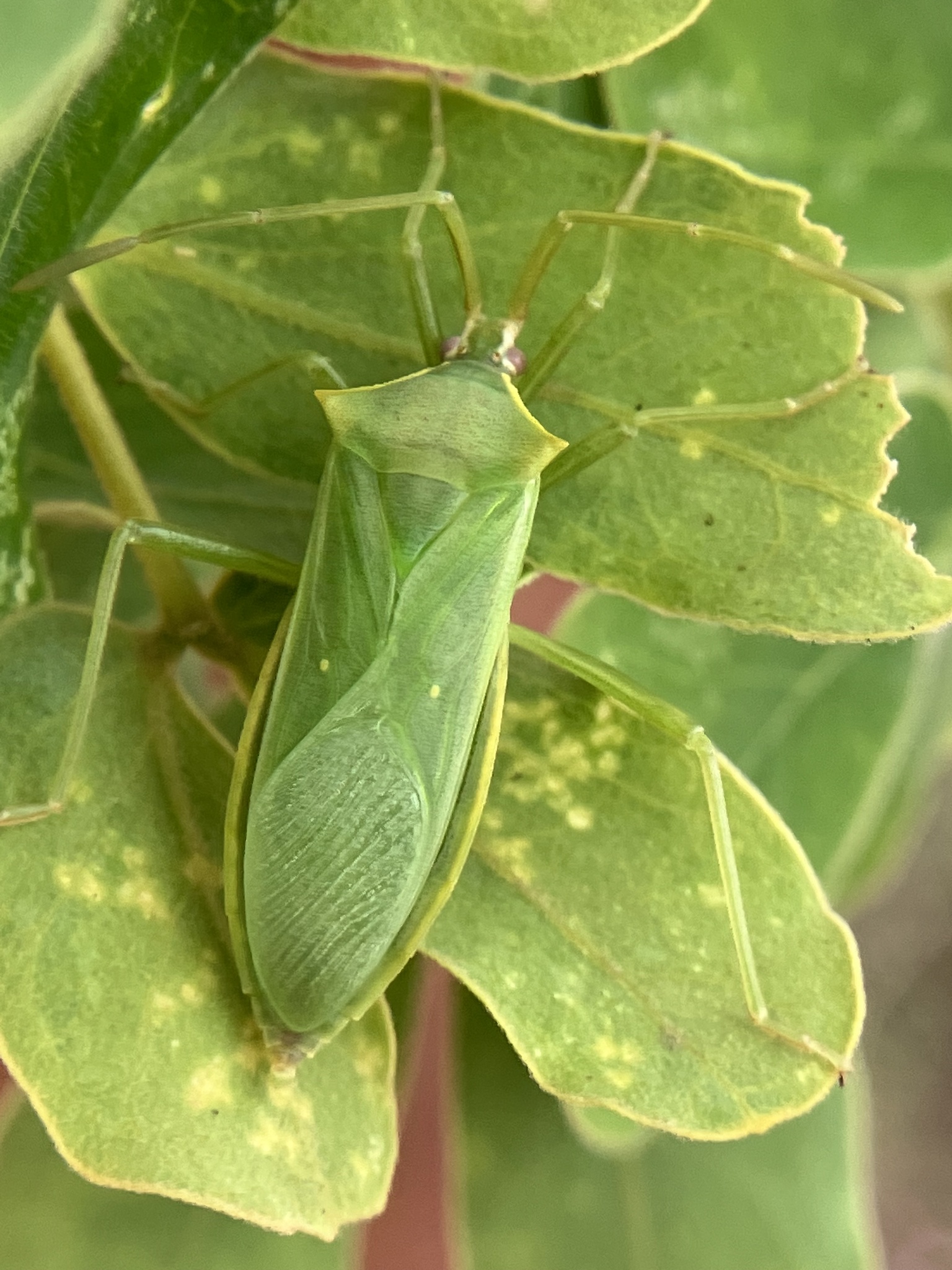 Homoeocerus Burmeister, 1835