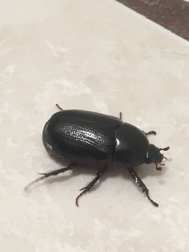 Ligyrus sallei · iNaturalist