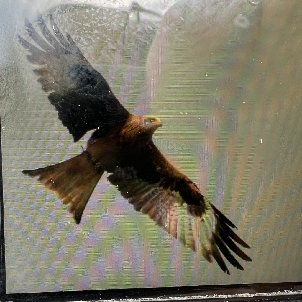 Red Kite from Great North Road, Bedford, England, GB on April 14, 2023 ...