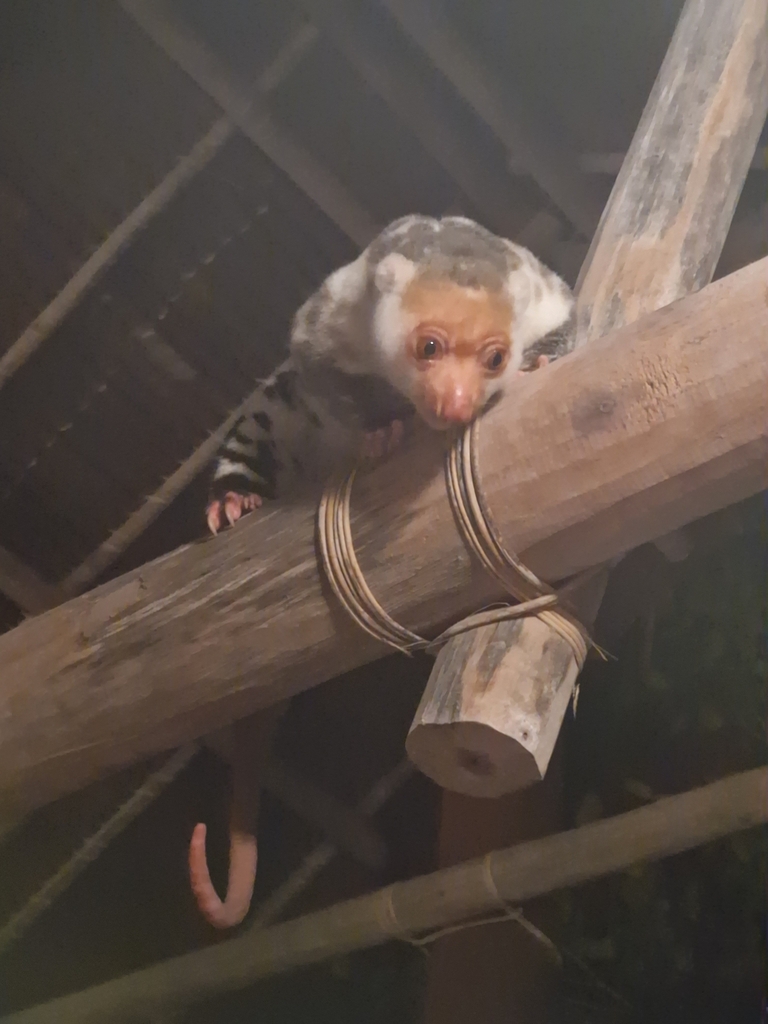 Waigeo Cuscus in April 2023 by alzatea · iNaturalist