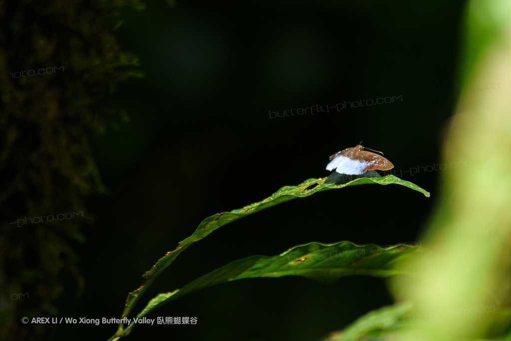 Pythonides proxenus from Puerto Nariño, Amazonas, 哥倫比亞 on January 27, 2020 at 02:59 PM by Arex ...