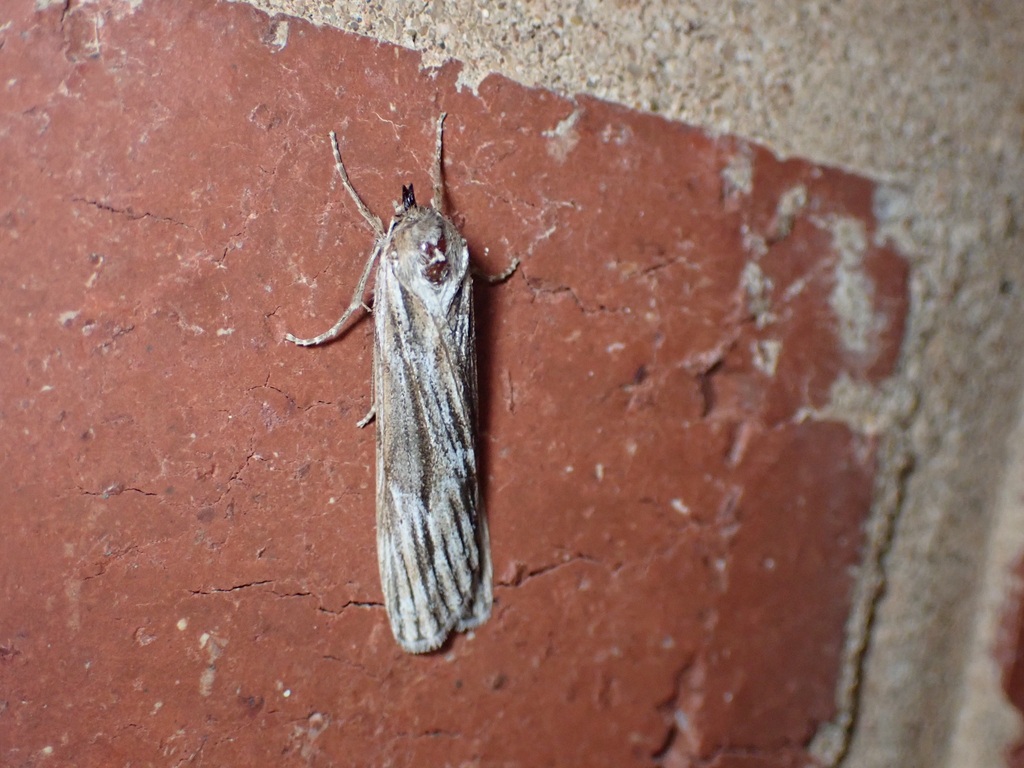 Brown Pasture Looper from Seymour VIC 3660, Australia on April 14, 2023 ...