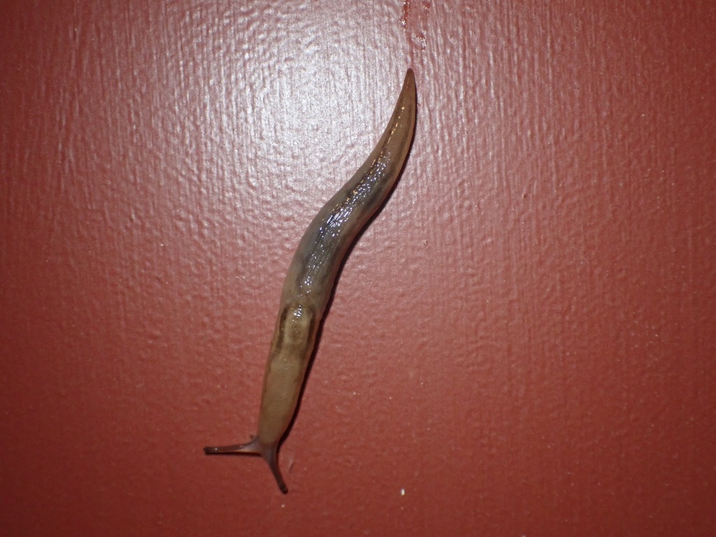Threeband Slugs from Seymour VIC 3660, Australia on April 14, 2023 at ...