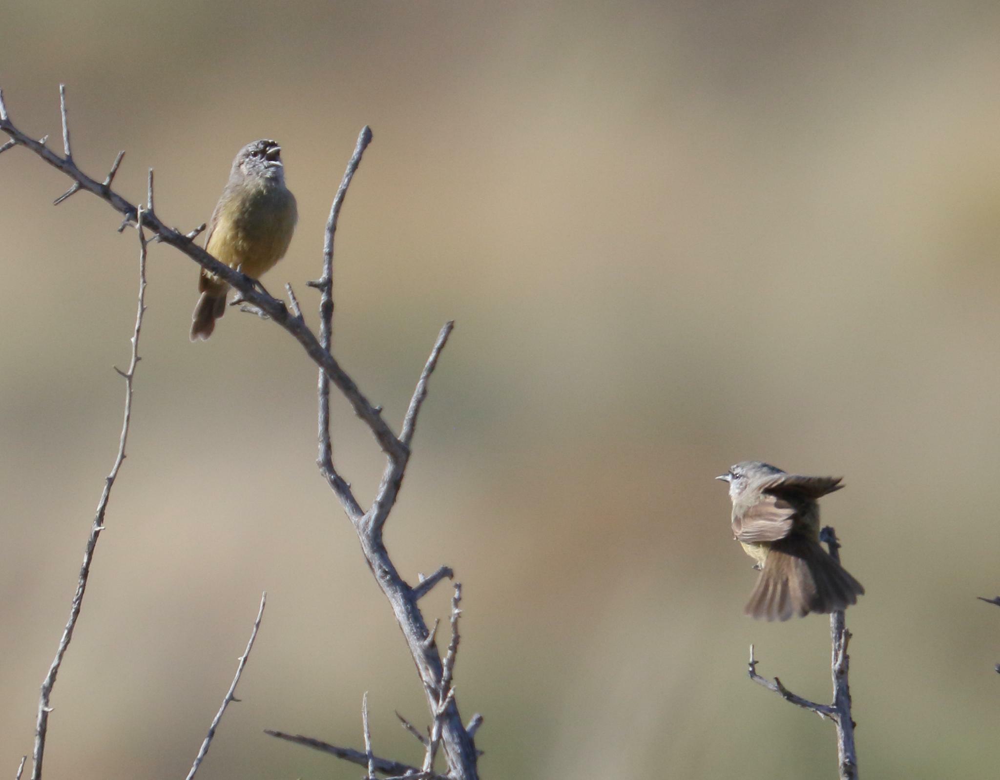 Anthoscopus minutus (Shaw, 1812)