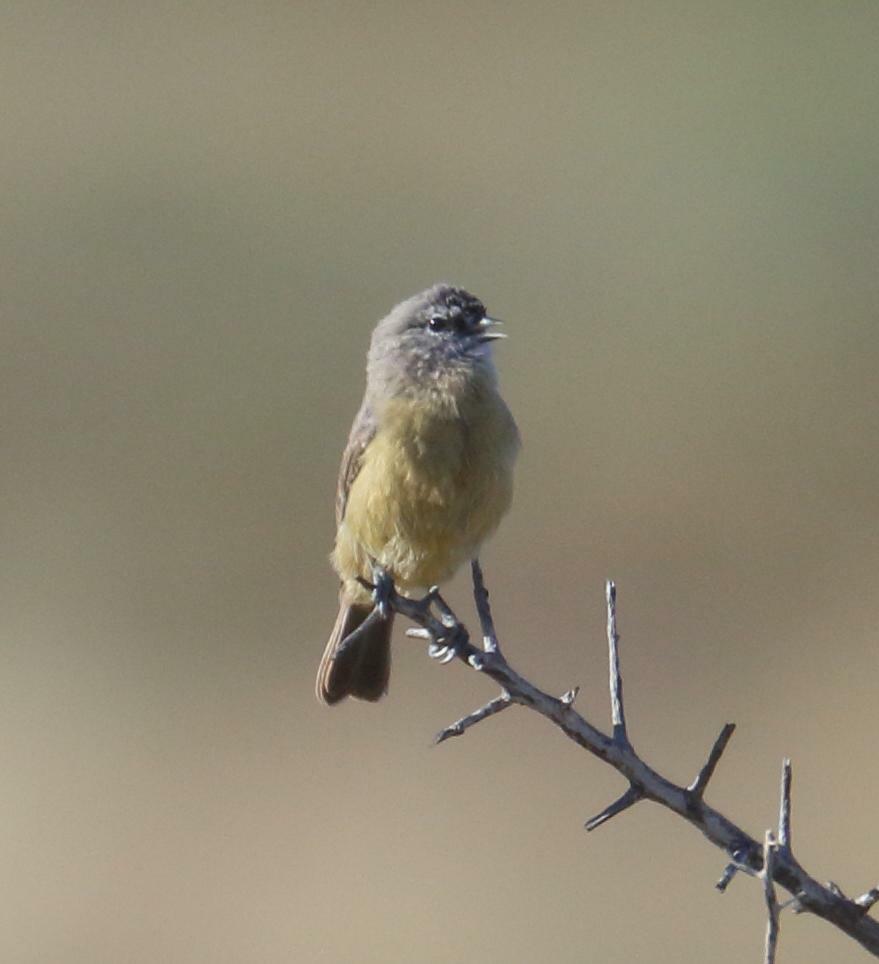 Anthoscopus minutus (Shaw, 1812)