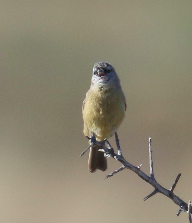 Anthoscopus minutus (Shaw, 1812)