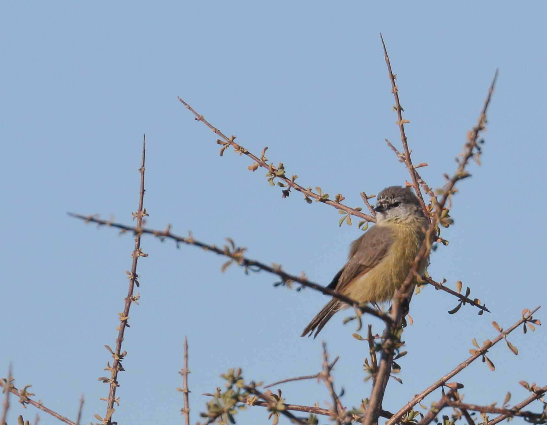 Anthoscopus minutus (Shaw, 1812)