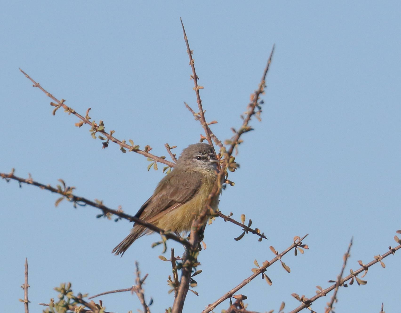 Anthoscopus minutus (Shaw, 1812)