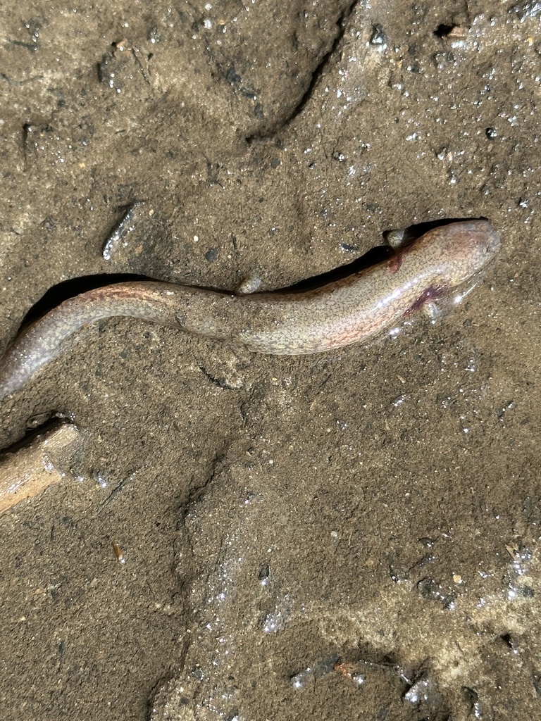 Spring Salamander from Morgantown, WV, US on April 13, 2023 at 03:10 PM ...