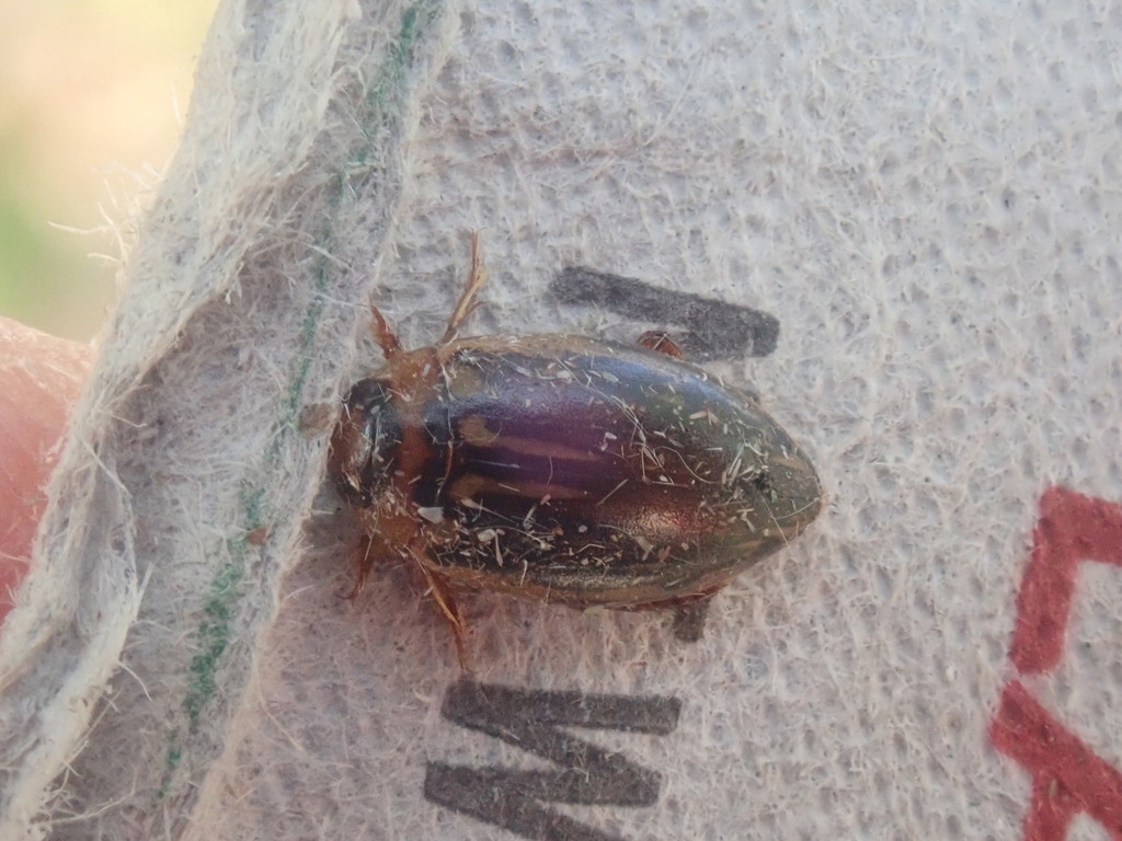 Coptotomus longulus lenticus from Worcester, Massachusetts, United ...