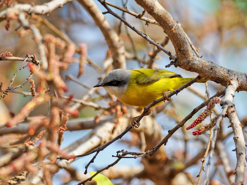 Green-backed Eremomela from Rafaï, Centralafrikanska republiken on ...