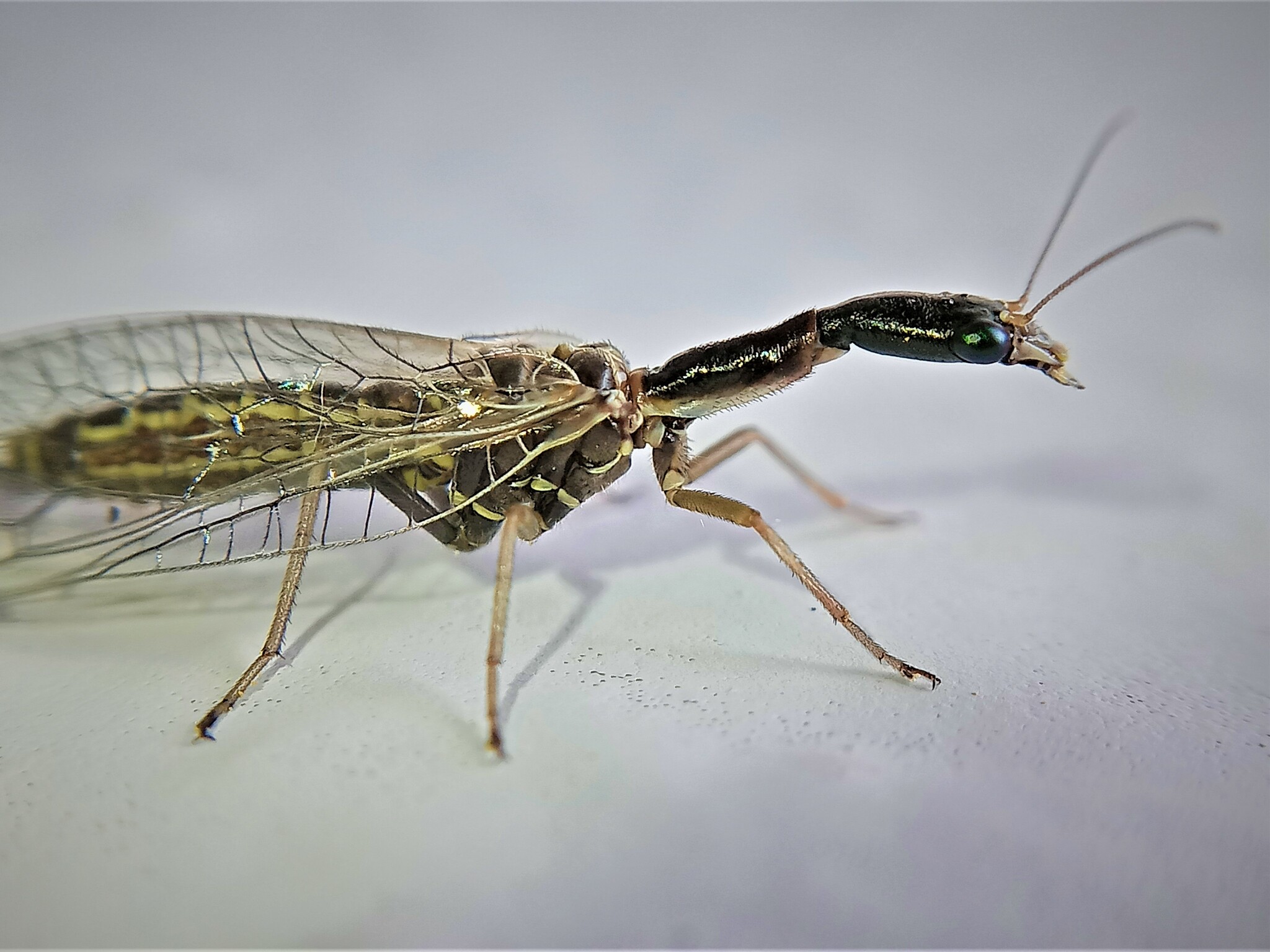 Raphidiidae
