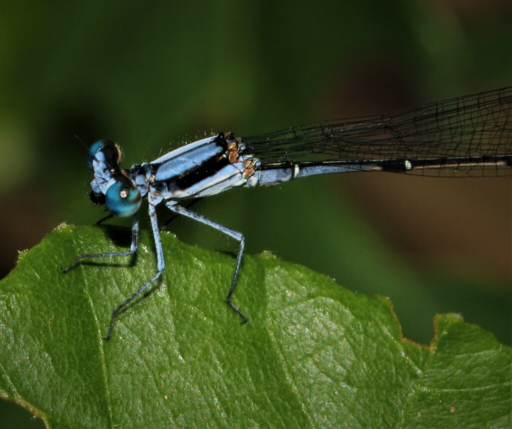 Common Threadtail from Skukuza, 1350, South Africa on April 5, 2023 at ...