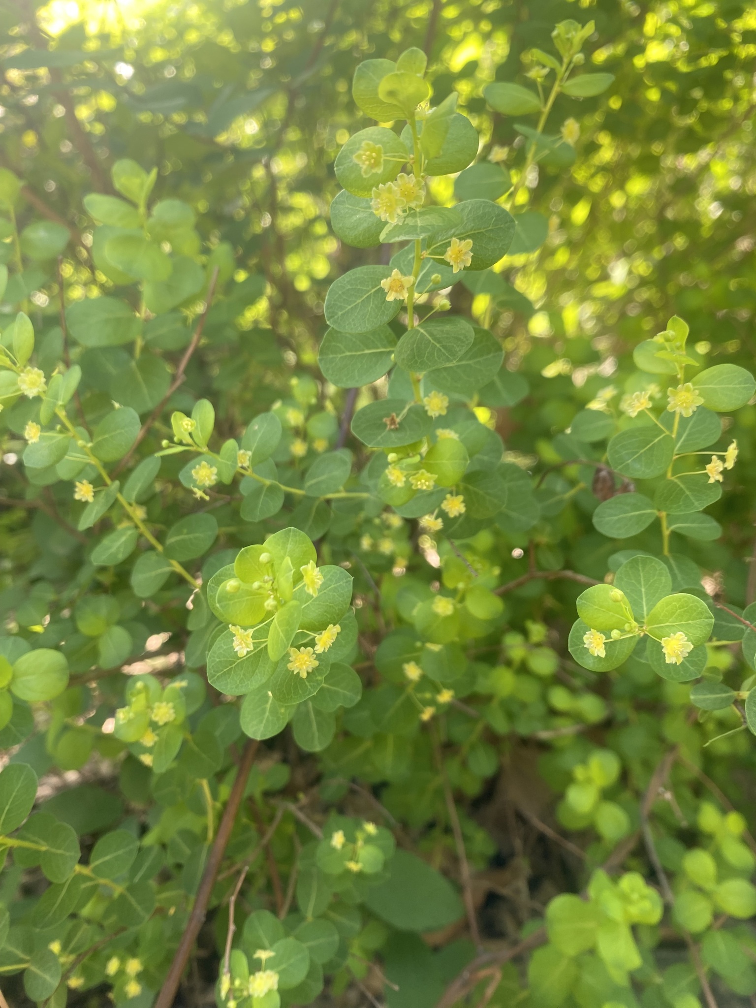 Phyllanthopsis phyllanthoides (Nutt.) Voronts. & Petra Hoffm.