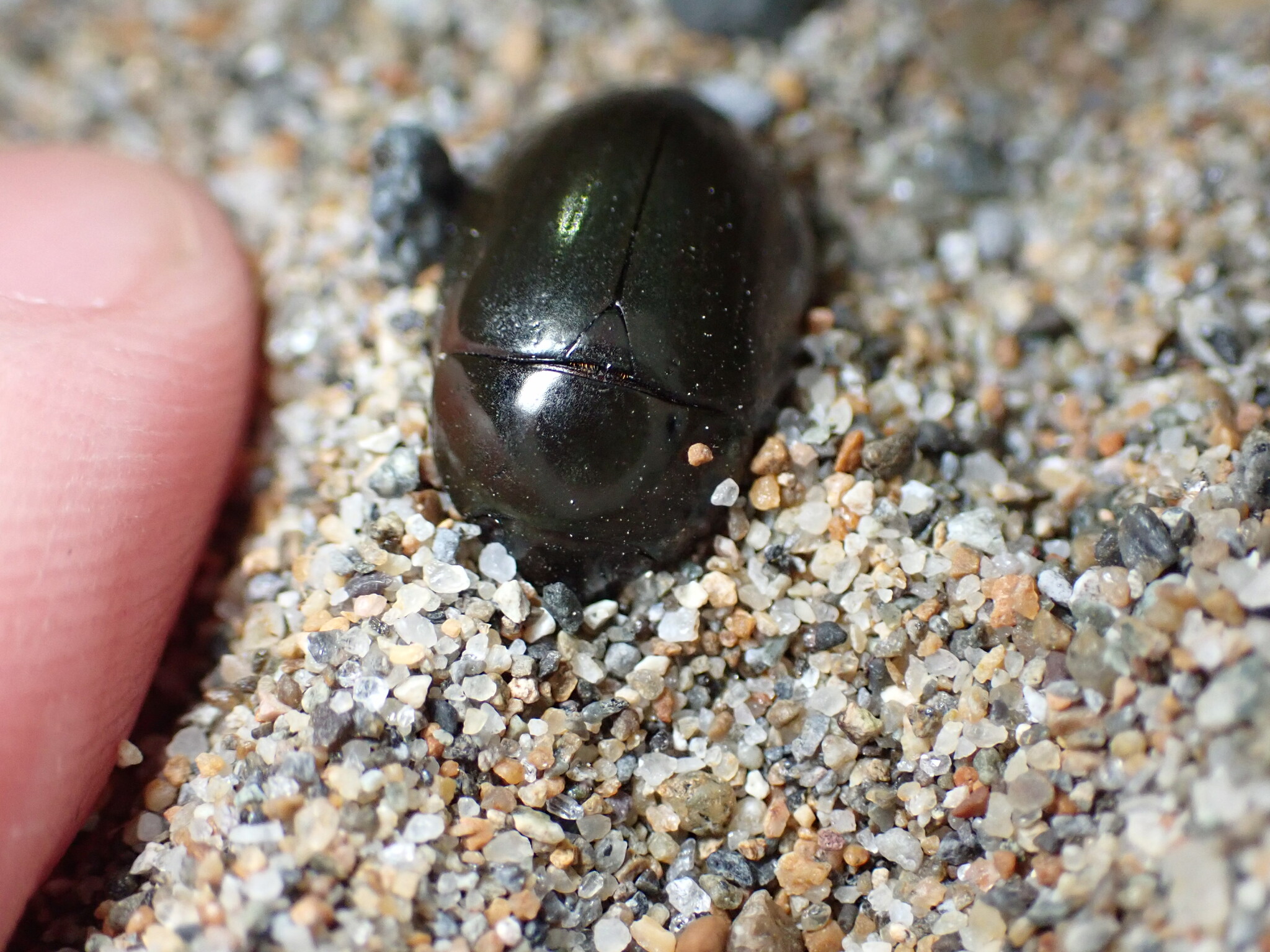 Sternolophus rufipes (Fabricius, 1792)