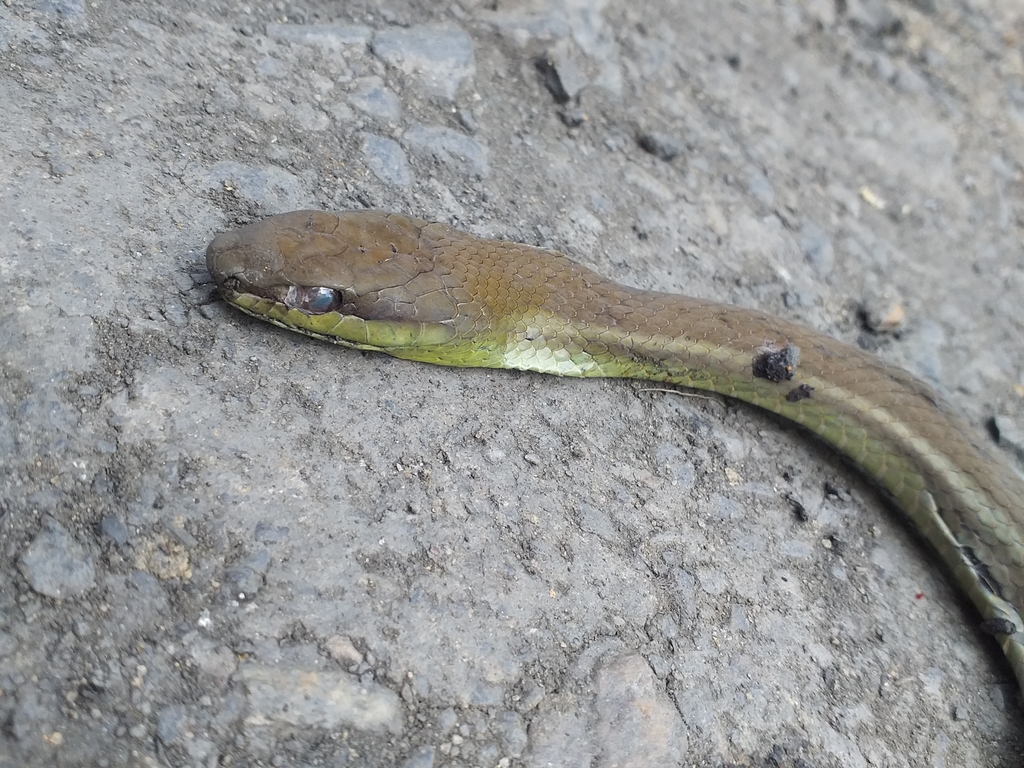 Boddaert's Tropical Racer from Nocaima on April 14, 2023 at 08:46 AM by ...