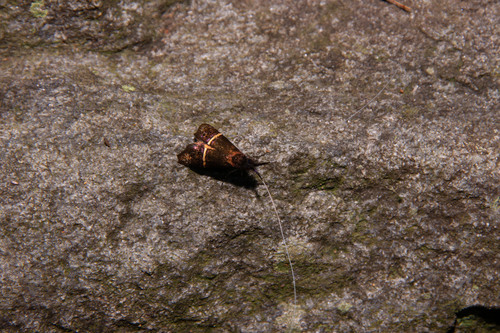 Nemophora aritai · iNaturalist