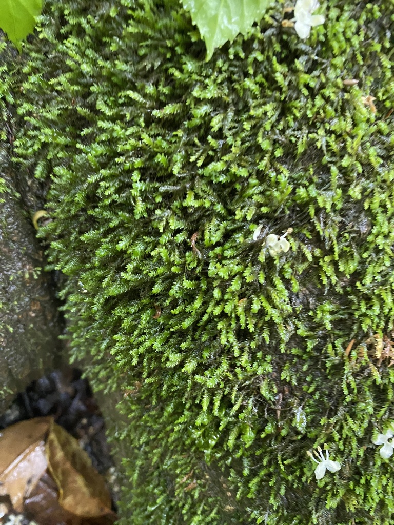 tree-skirt moss from Congaree National Park, Gadsden, SC, US on April ...