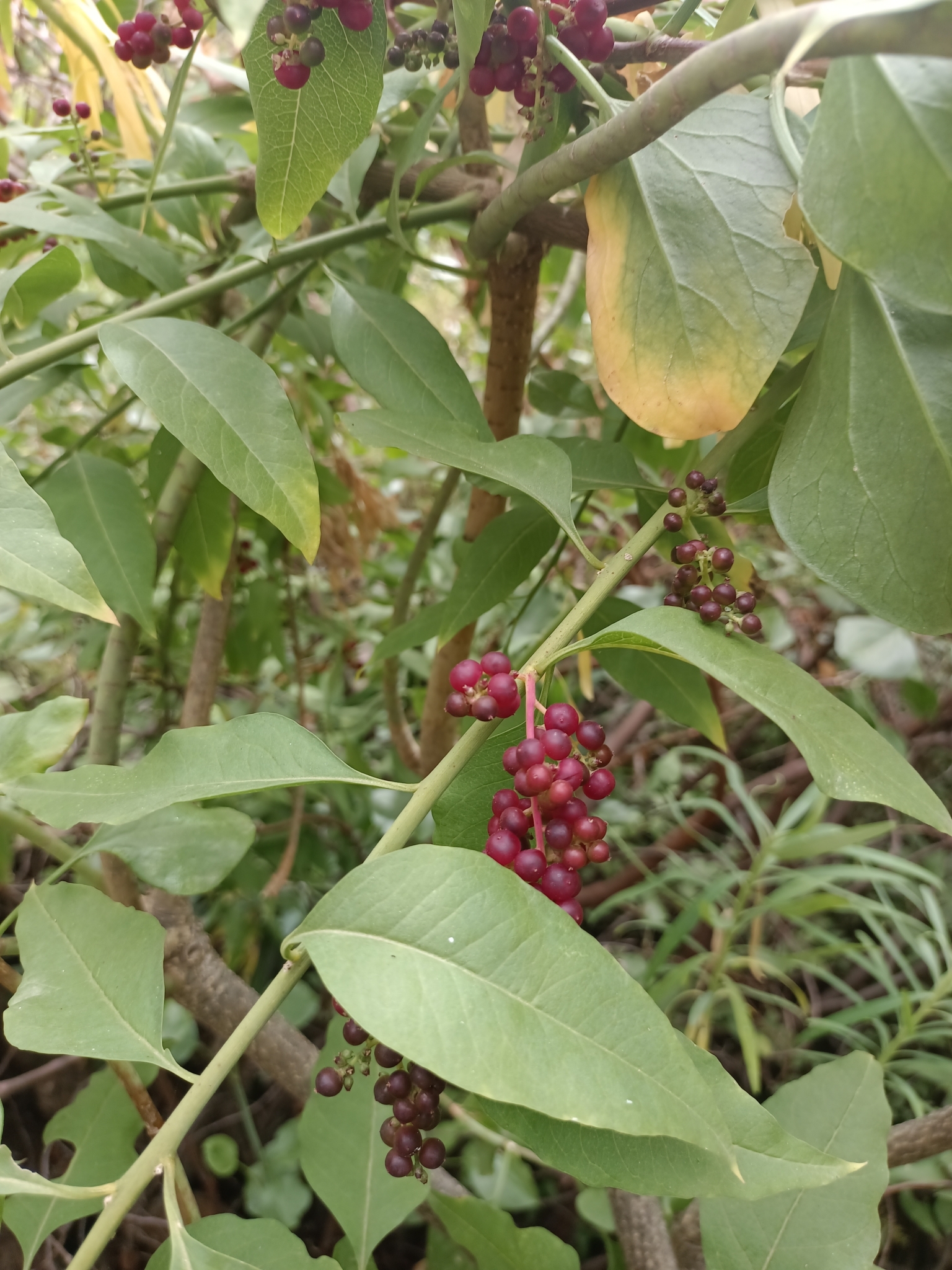 Bosea yermavora L.