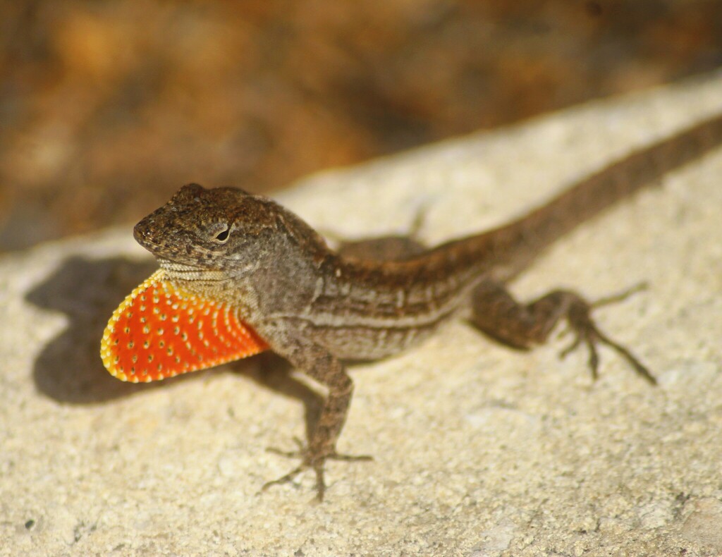 Brown Anole from Wesley Chapel, FL, USA on April 11, 2023 at 07:43 AM ...