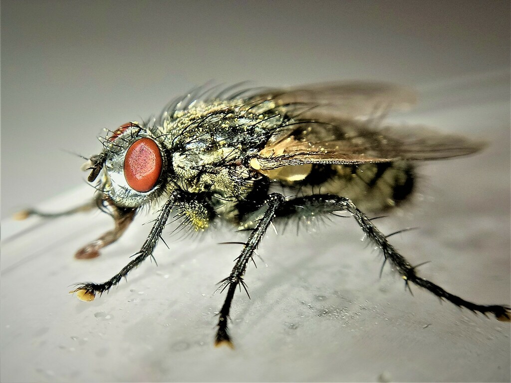 Ferocious Flesh Fly from Γλυφάδα, Ελλάδα on April 09, 2023 at 03:53 PM ...