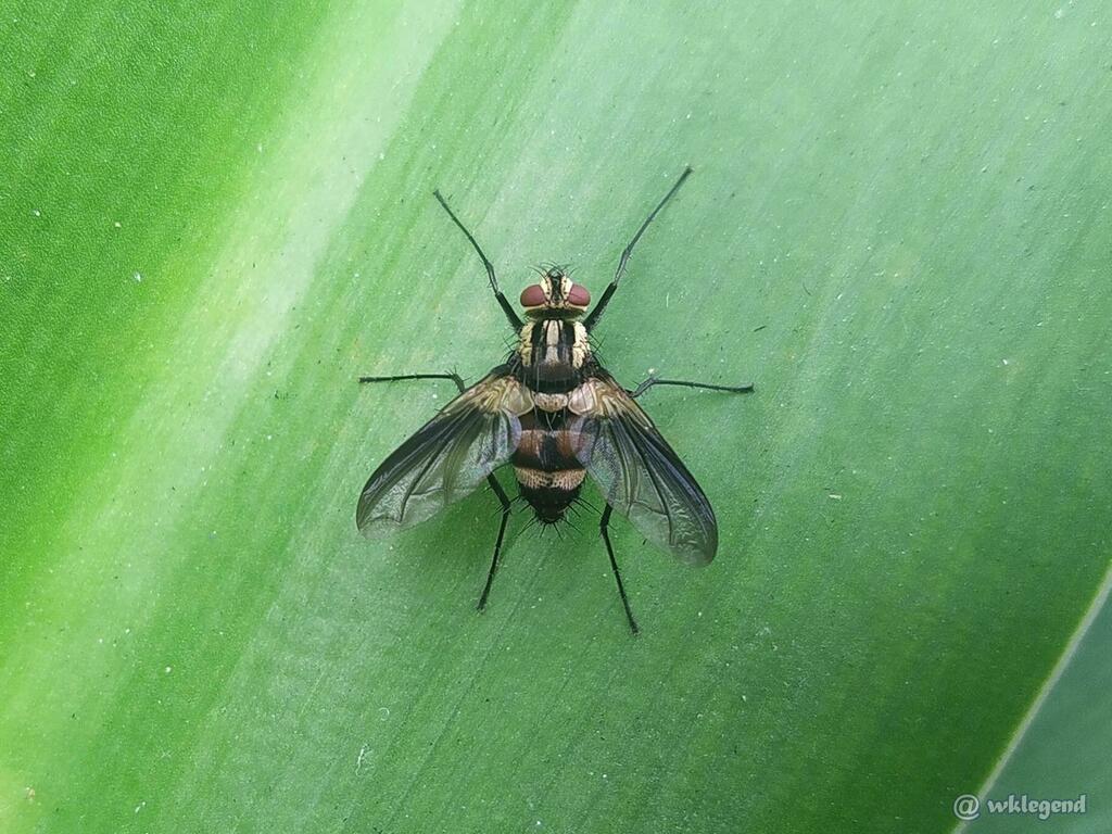 Dexiinae from 香港 on April 14, 2023 at 04:18 PM by wklegend · iNaturalist