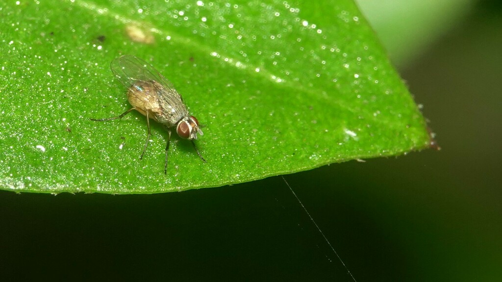 Shoot Flies from Goregaon, Mumbai, Maharashtra, India on April 4, 2023 ...