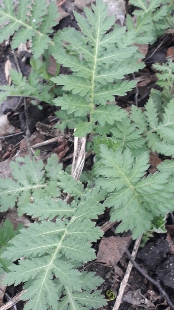 Rayed Tansy from Ботаническая, Минск, Беларусь on April 14, 2023 at 04: ...