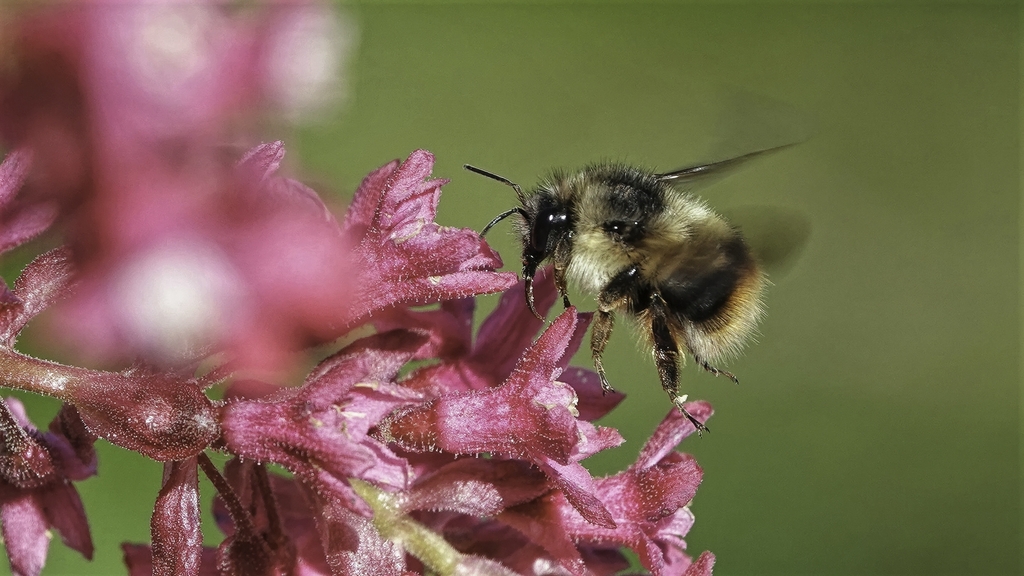 Fuzzy-Horned Bumble Bee from Nanaimo, BC, Canada on April 12, 2023 at ...