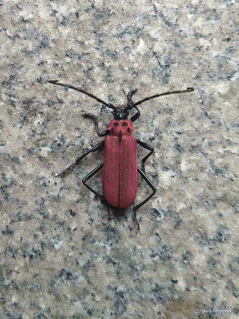 Purpuricenus temminckii from 香港藍田 on April 14, 2023 at 04:13 PM by ...