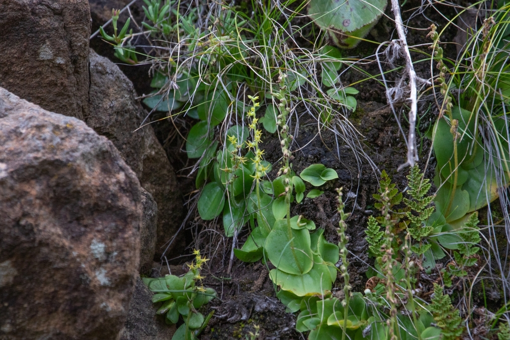 Lesotho Hair Orchid from Mkhomazi Wilderness area, South Africa on ...