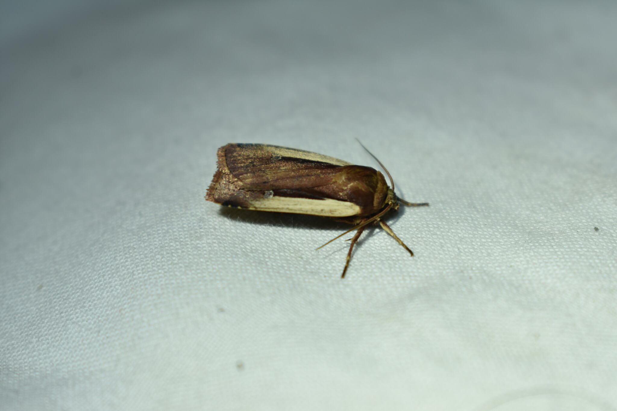 Ochropleura plecta Linnaeus, 1761