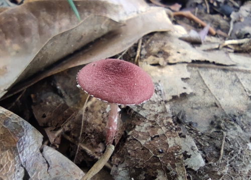 Micropsalliota wuyishanensis · iNaturalist