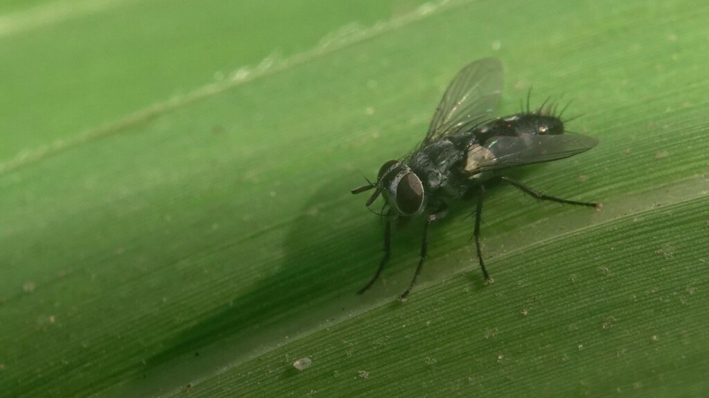 Exorista japonica from Goregaon, Mumbai, Maharashtra, India on April 06 ...