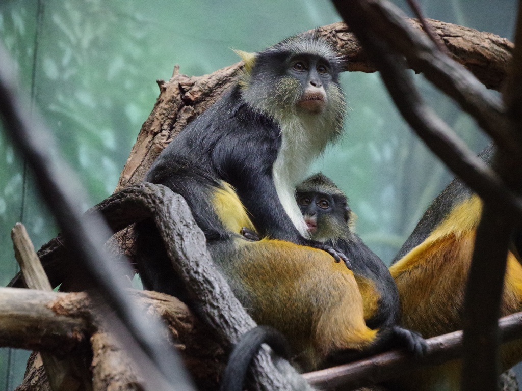Wolf's Monkey (Cercopithecus wolfi) - Know Your Mammals