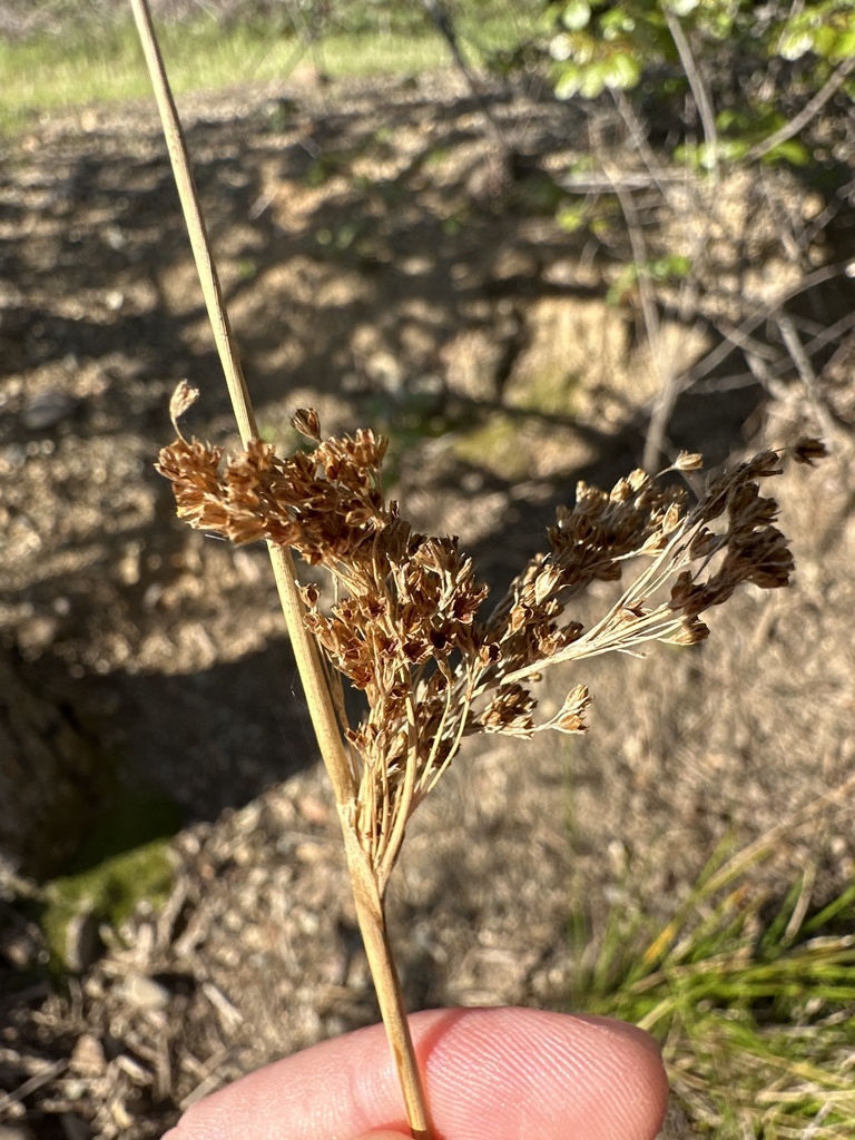 Soft Rush in April 2023 by jgoodbio · iNaturalist