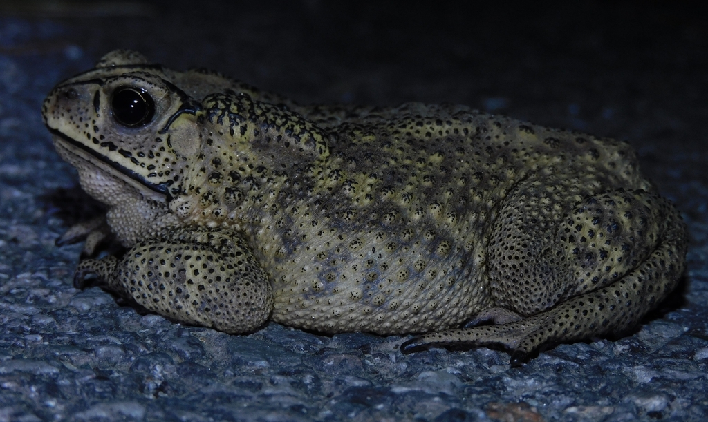 Asian Toads from Mukteshwar, Uttarakhand, India on April 14, 2023 at 08 ...
